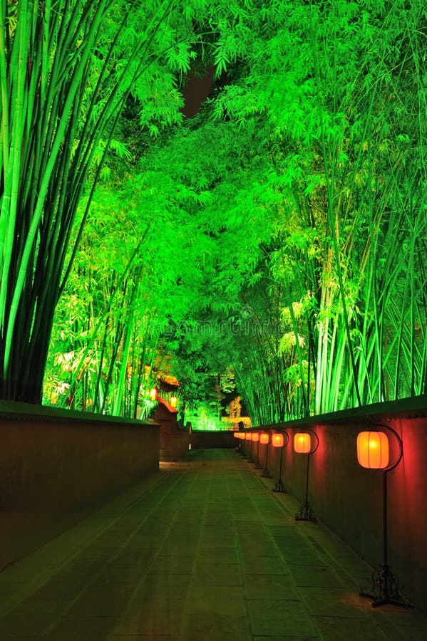 Night Light in Sequoia stock image. Image of forest, pine - 1735515