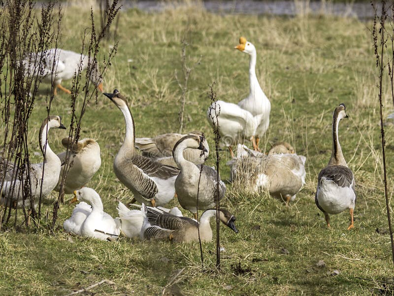 Chinese Geese White and Grey Stock Photo - Image of preening, olney ...