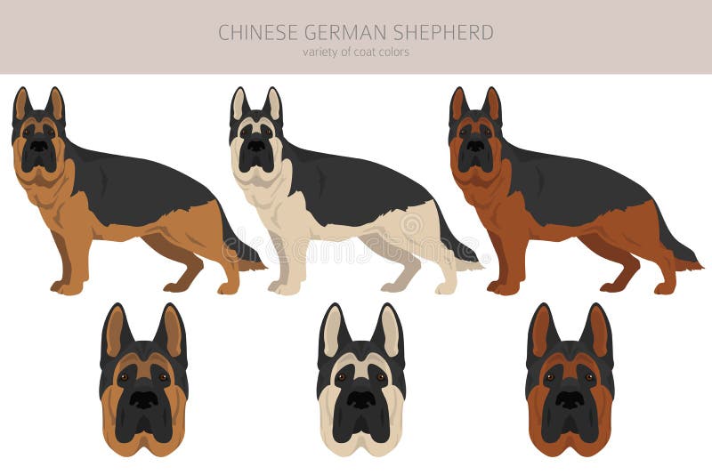 Chinese German Shepherd Clipart. Different Poses, Coat Colors Set Stock ...