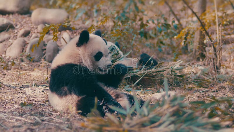 Pandas eat bamboo stock video. Video of natural, panda - 318560559
