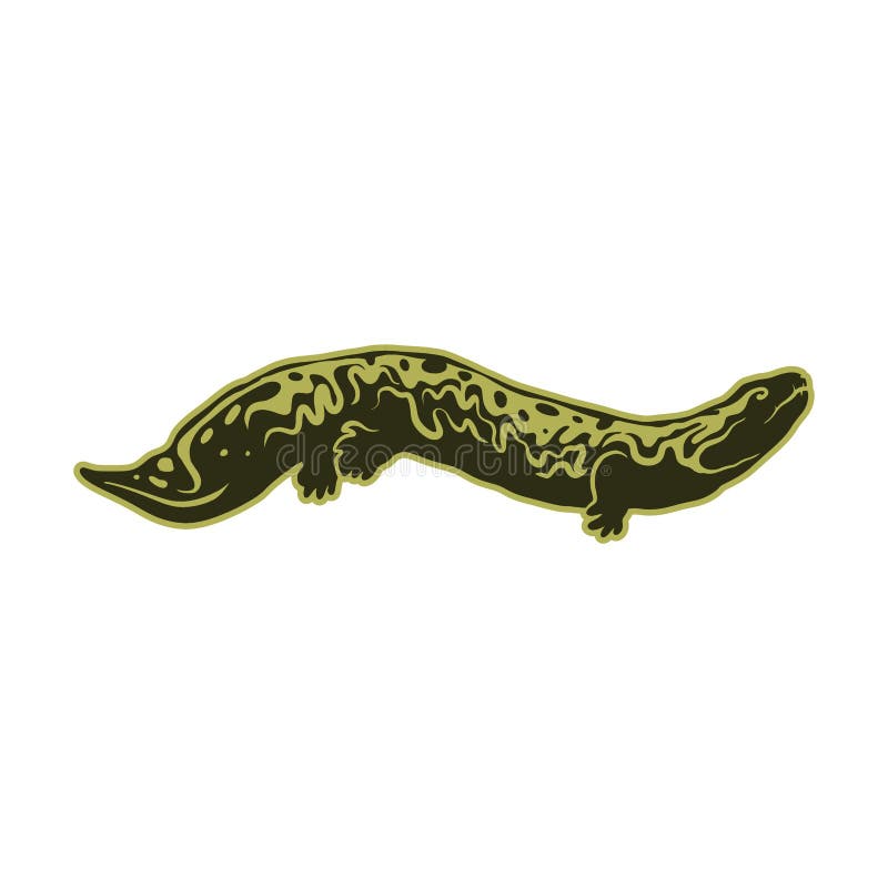 Hellbender Salamander Tegning 12 Hellbender Salamander Ideas