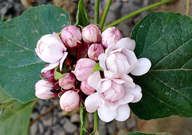 CHINESE GLORY BOWER FLOWER. Stock Image - Image of leaf, bloom: 204652705