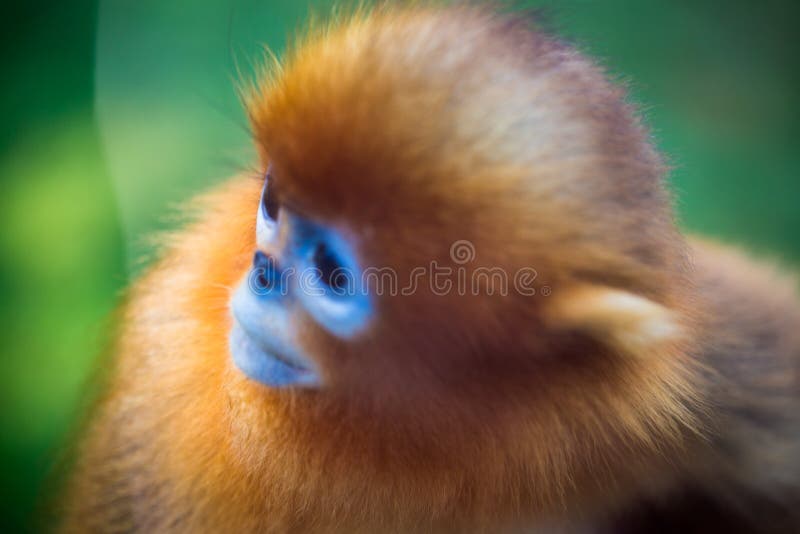 Chinese Golden MonkeyRhinopithecus, a Very Rare Primate Stock Image ...
