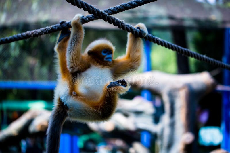 Chinese Golden MonkeyRhinopithecus, a Very Rare Primate Stock Image ...