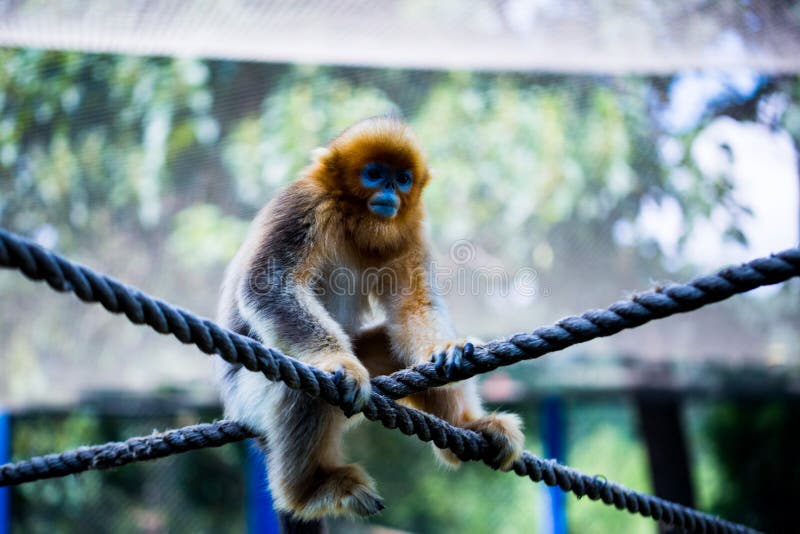 Chinese Golden MonkeyRhinopithecus, a Very Rare Primate Stock Photo ...