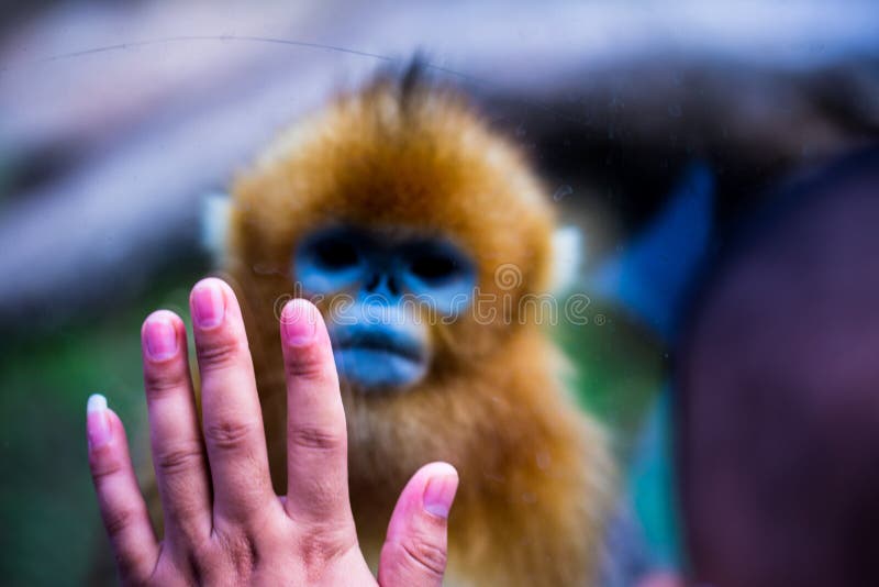 Chinese Golden MonkeyRhinopithecus, a Very Rare Primate Stock Image ...