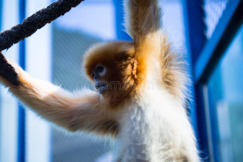 Chinese Golden MonkeyRhinopithecus, a Very Rare Primate Stock Image ...