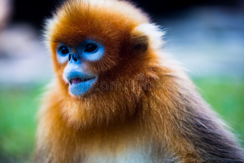 Chinese Golden MonkeyRhinopithecus, a Very Rare Primate Stock Photo ...