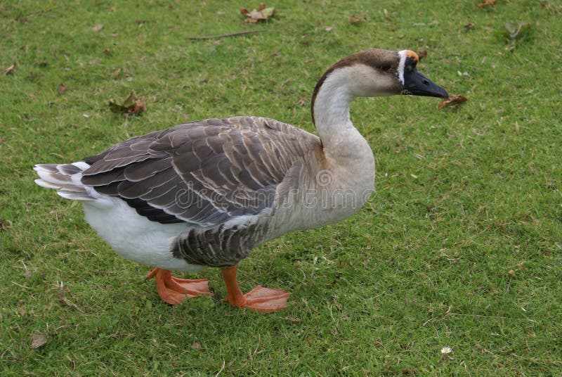 Chinese goose stock photo. Image of farmland, walking - 58898636