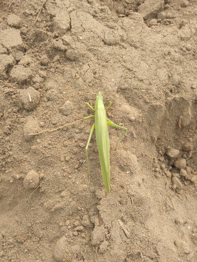 Chinese grasshopper stock image. Image of mosquito, grasshopper - 260408063