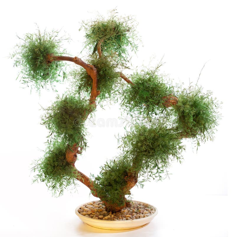 Chinese green bonsai tree stock image. Image of botanical - 20534751
