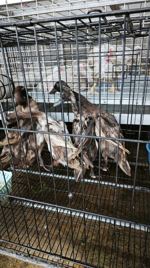 Chinese Grey Ducks in the Rusty Metal Cage. Stock Image - Image of meat ...