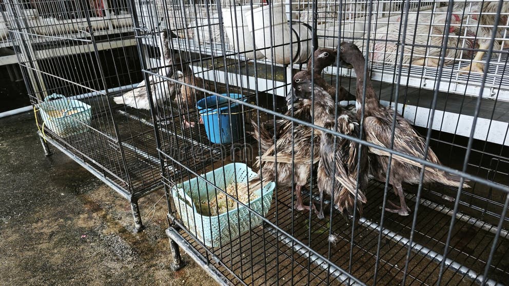 Chinese Grey Ducks in the Rusty Metal Cage. Stock Image - Image of ...