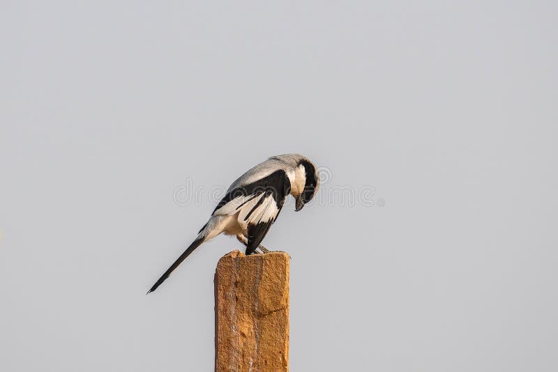 Chinese grey shrike stock image. Image of summer, beautiful - 263901563