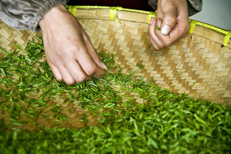 Chinese groene thee stock foto. Image of thee, zaken - 33002342