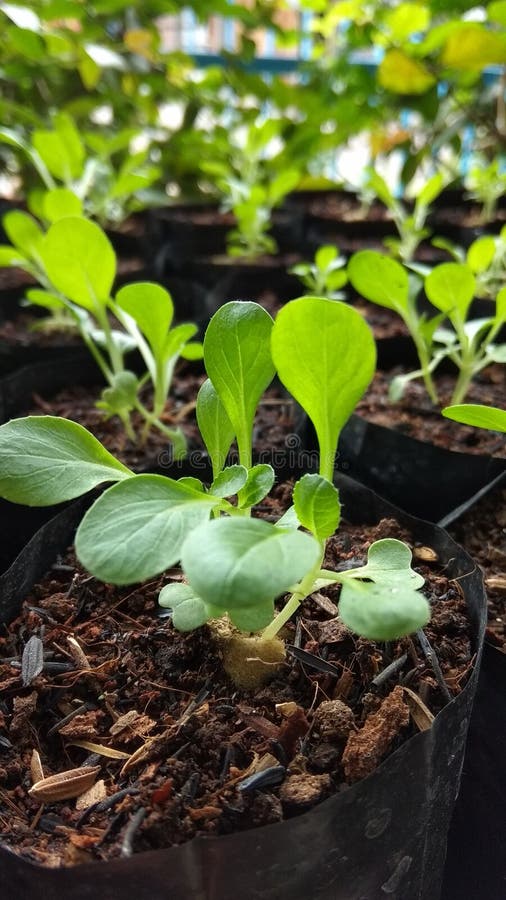 Zaailing Van Chinese Boerenkool. Stock Afbeelding - Image of tuinieren ...