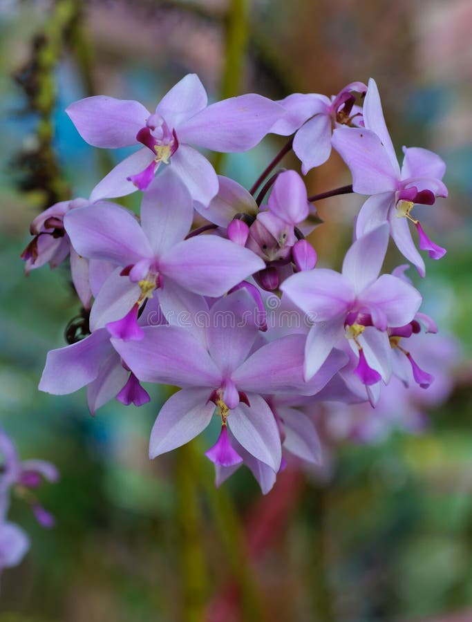 Chinese Ground Orchid Blooming Stock Photo - Image of oriental, natural ...