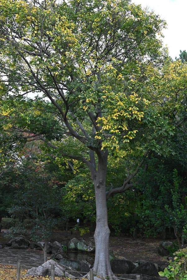 Chinese Hackberry ( Celtis Sinensis ) Yellow Leaves. Cannabaceae ...