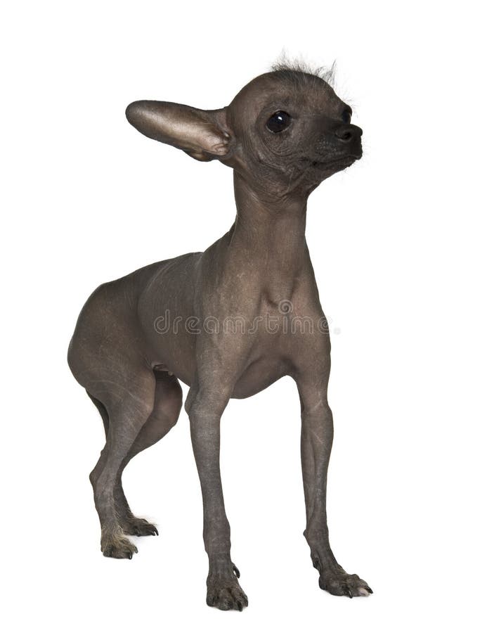 Chinese Hairless Crested Dog, 6 Weeks Old Stock Image - Image of small ...