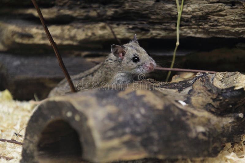 Chinese hamster stock photo. Image of china, animal, mammal - 34898878