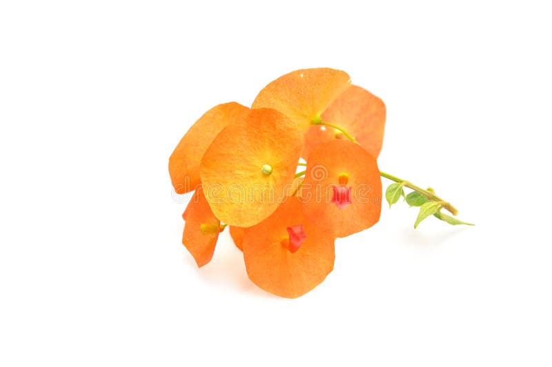 Chinese Hat Plant stock photo. Image of verbenaceae, holmskioldia ...