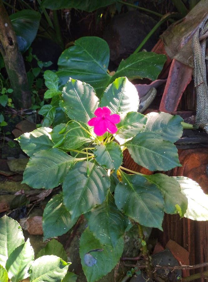 Chinese Henna Flower Ping Flower Color Stock Photo - Image of color ...