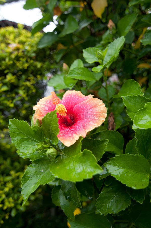 Chinese Hibisci Rosae-Sinensis Flower Stock Photo - Image of leaves ...