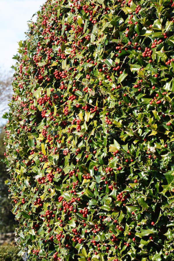 American Holly (Ilex Opaca) Stock Photo - Image of holiday, nature ...