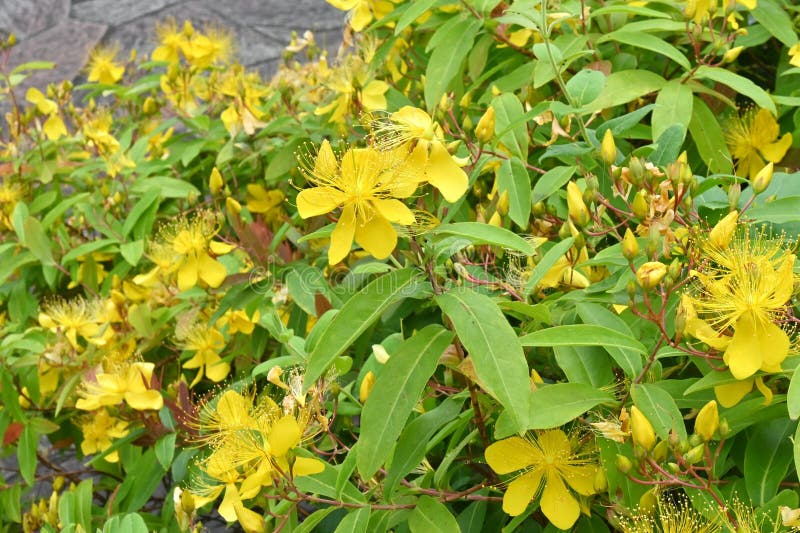 Chinese Hypericum ( Hypericum Monogynum ) Flowers. Stock Image - Image ...