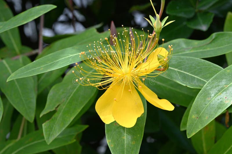 Chinese Hypericum (Hypericum Monogynum) Flowers. Hypericaceae Semi ...