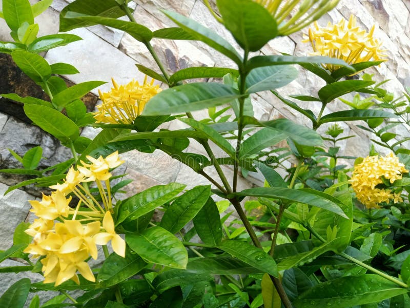 Chinese Ixora, Bright Yellow Flowers that are Small and Clustered Stock ...
