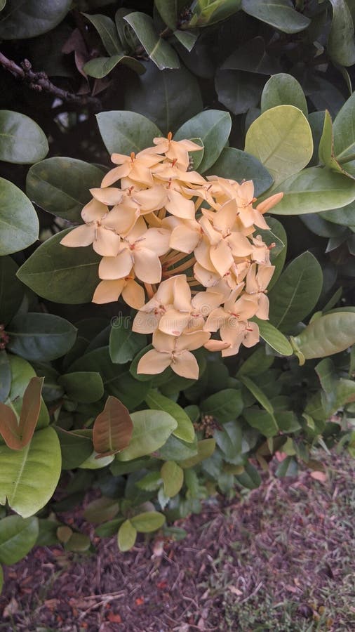Chinese Ixora Flower is a Species of the Genus Ixora Stock Photo ...