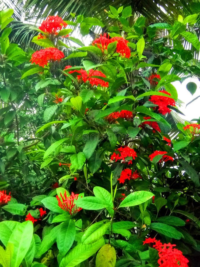 Chinese Ixora plant stock photo. Image of flower, plant - 227620736