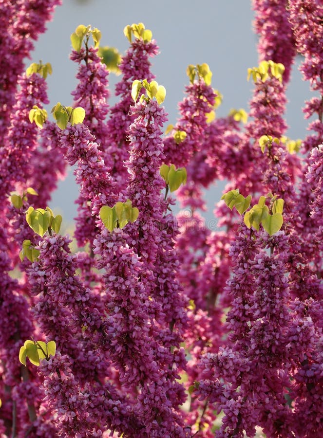 Chinese Judas tree stock photo. Image of fascinating - 314524660