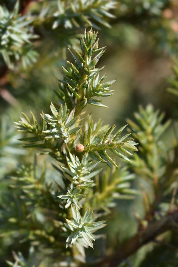 Chinese juniper Blue Alps stock image. Image of tree - 172919691