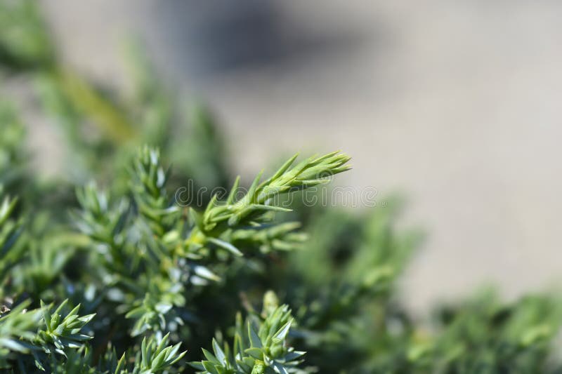 Chinese juniper Blue Alps stock photo. Image of close - 316713404