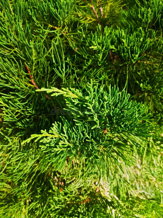 Chinese Juniper or Juniperus Chinensis Stock Photo - Image of juniperus ...