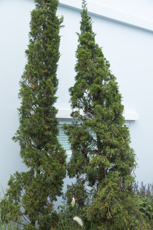 Chinese Juniper in Home Garden. Stock Image - Image of evergreen, leaf ...