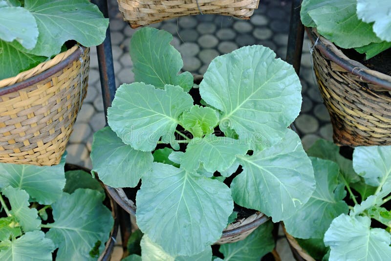 Chinese Kale in Basket Planted at Garden Stock Photo - Image of farm ...