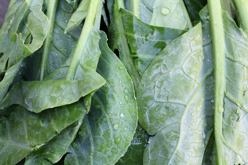 Chinese kale stock image. Image of green, chinese, ingredient - 41586449