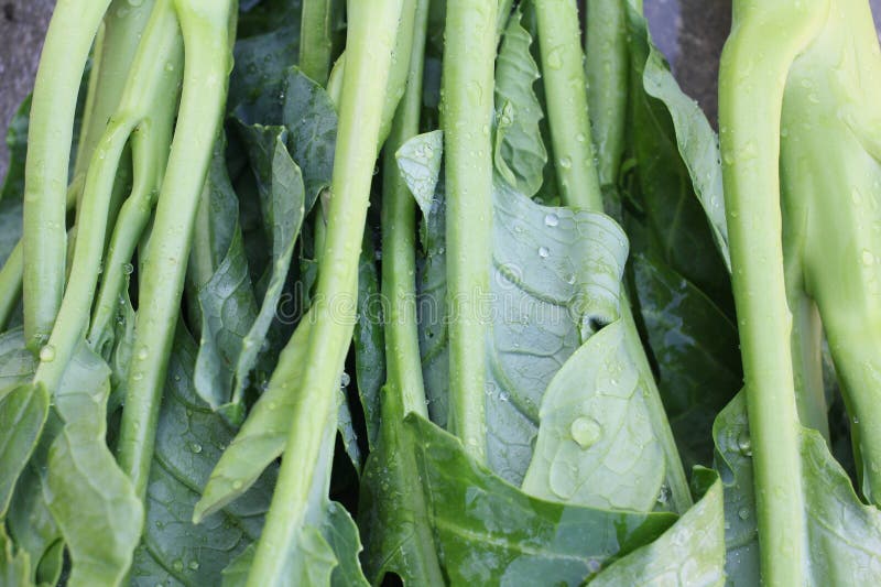 Chinese kale stock photo. Image of healthy, green, textured - 41586600