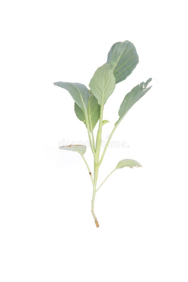 Chinese Kale and Root Isolated on White Stock Photo - Image of organic ...