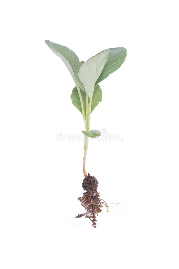 Chinese Kale and Root Isolated on White Stock Photo - Image of green ...