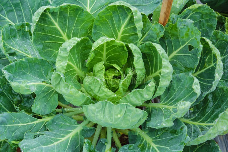 Chinese kale vegetable stock photo. Image of farm, brassica - 77174046