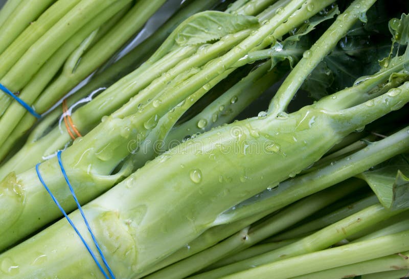 Chinese Kale wash in water stock image. Image of washing - 86462255