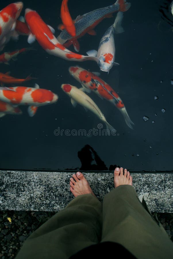 Playing with Koi Fish stock image. Image of park, peaceful - 105034505