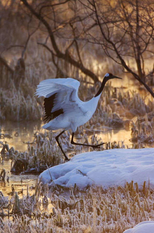 Chinese Kraanvogel, Red-crowned Crane, Grus Japonensis Stock Photo ...