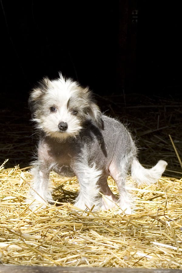 Chinese Kuif Kale breedDog stock foto. Image of leuk - 11189094