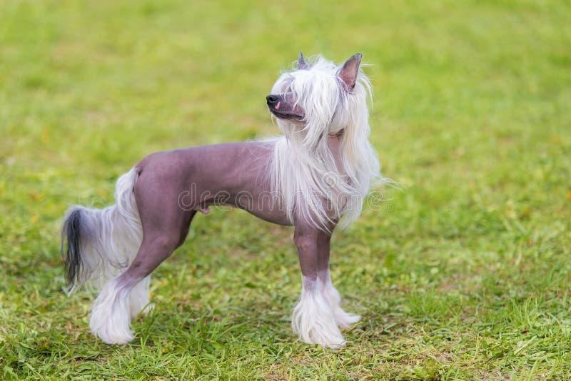 Chinese Kuif Kale hond stock afbeelding. Image of naughty - 115782321