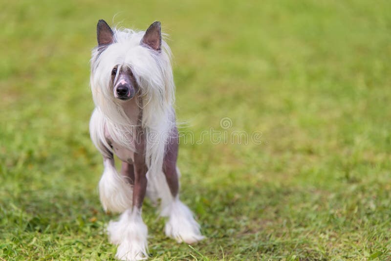 Chinese Kuif Kale hond stock afbeelding. Image of naughty - 115782321